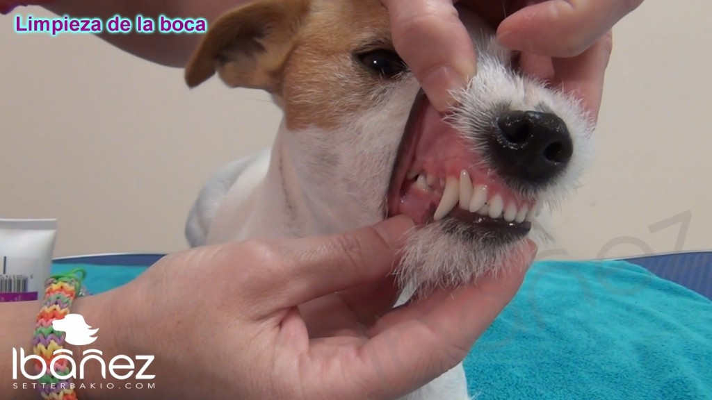 Limpieza de la boca del perro - Peluquería y cosmética canina